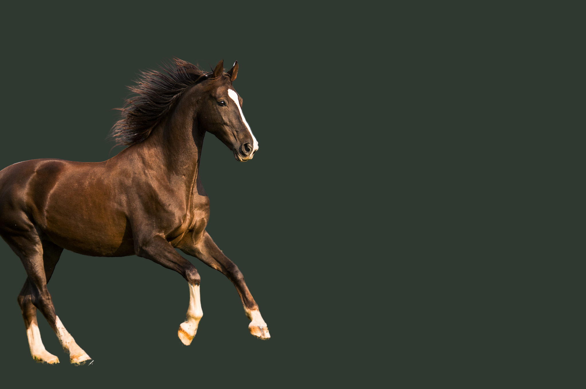 Sporthorseessentials – Sport Horse Essentials