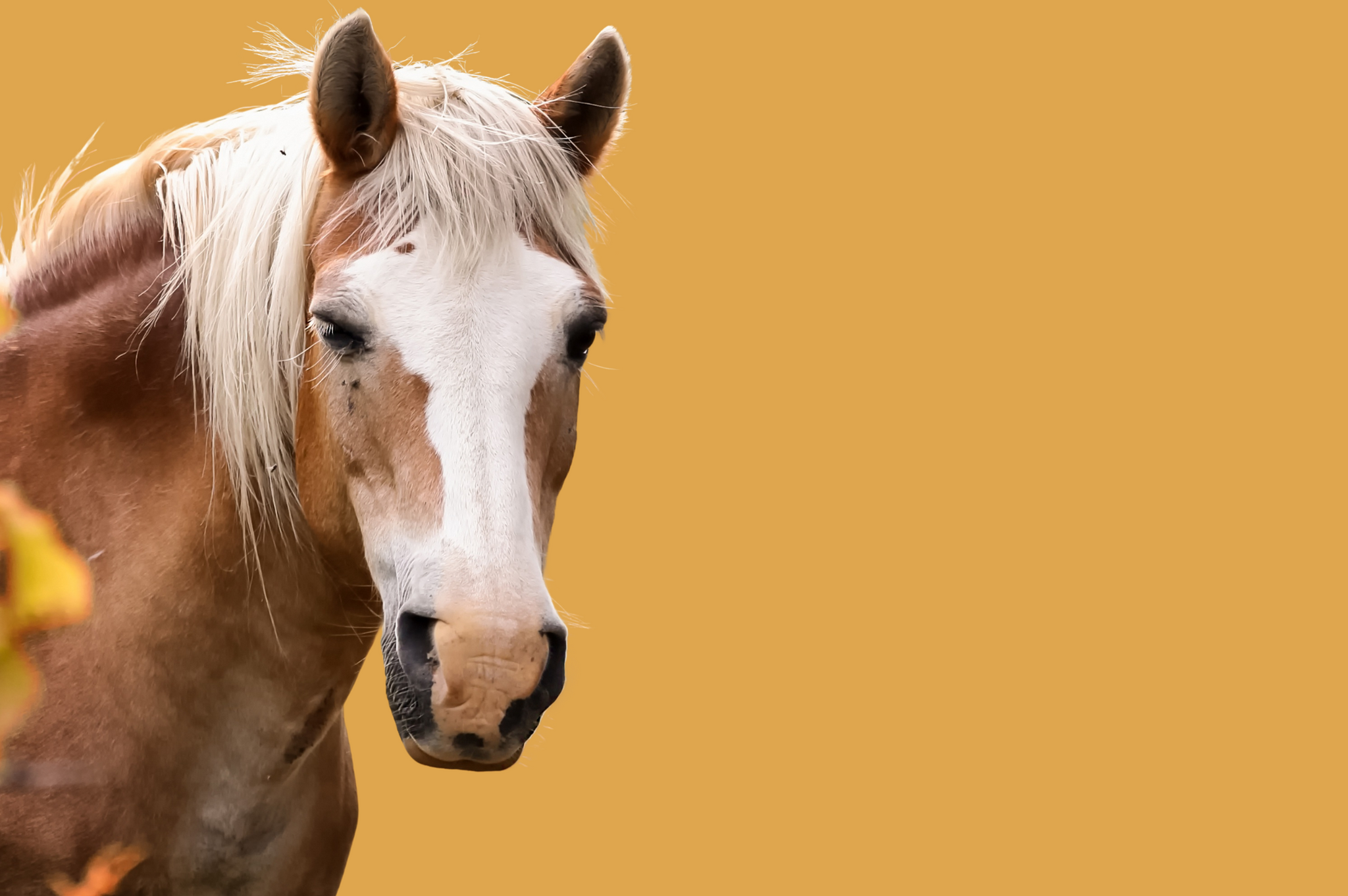 Sporthorseessentials – Sport Horse Essentials